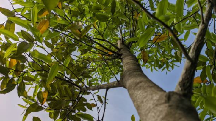 Cek Harga Kayu Gaharu Di 2026, Termahal di Indonesia di Sini!