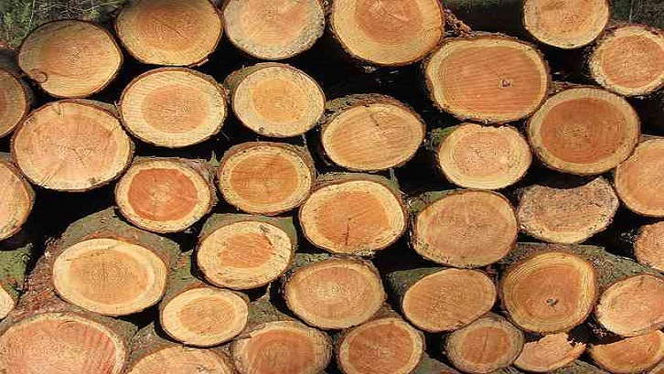9 Manfaat Kayu Bajakah untuk Pengobatan Herbal di Rumah