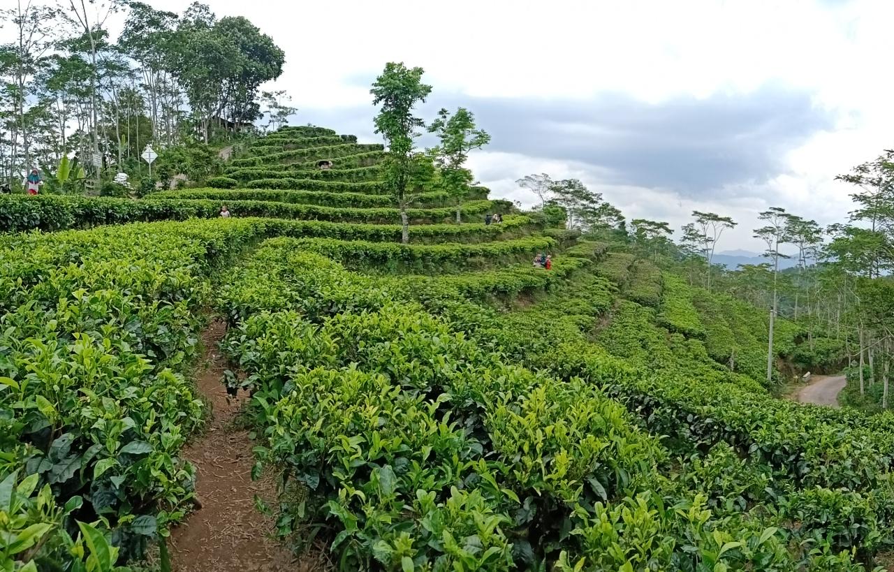 Pesona Kebun Teh Nglinggo di Bukit Menoreh Kulon Progo